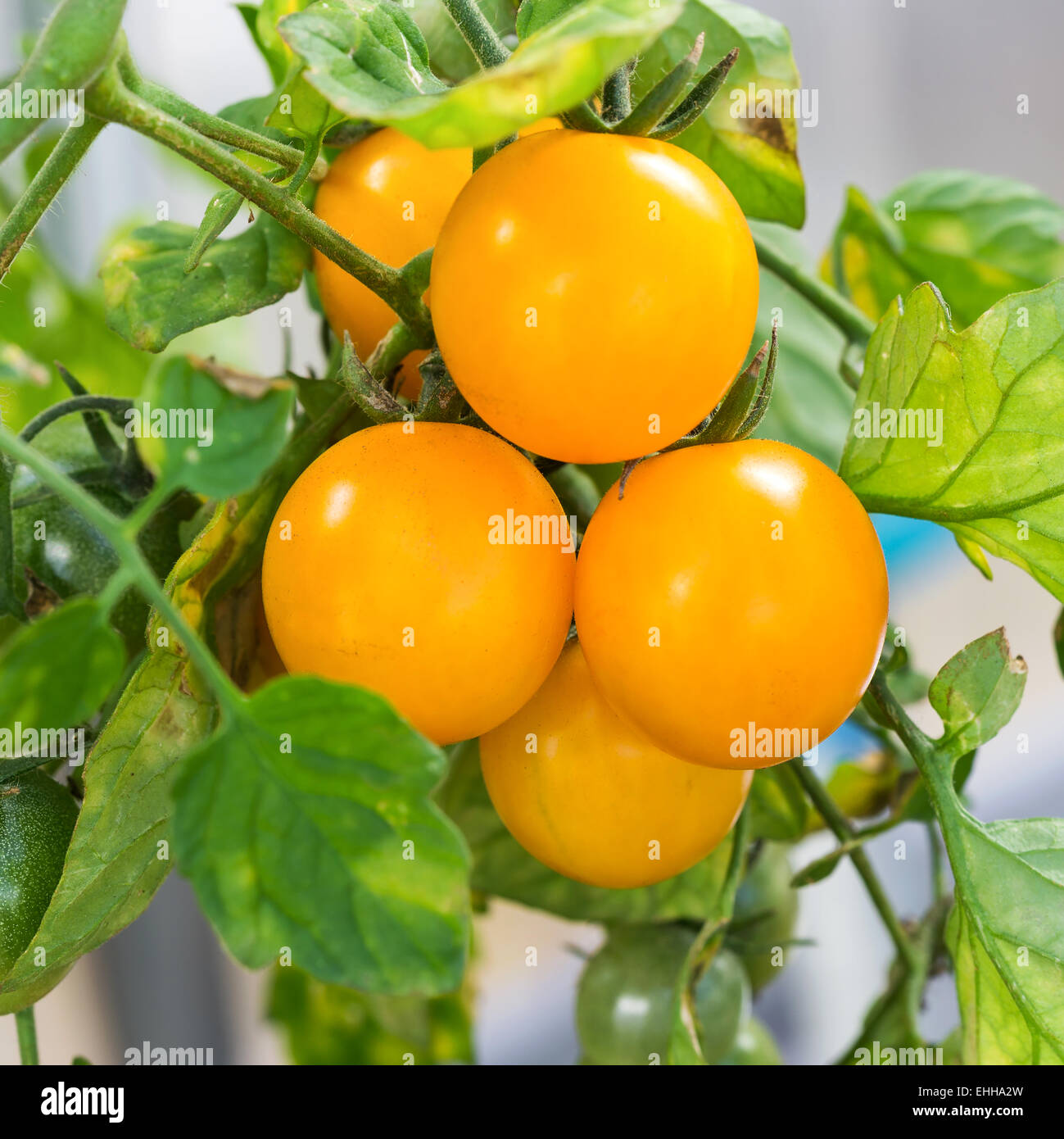 Cerisier jaune Banque de photographies et d’images à haute résolution ...