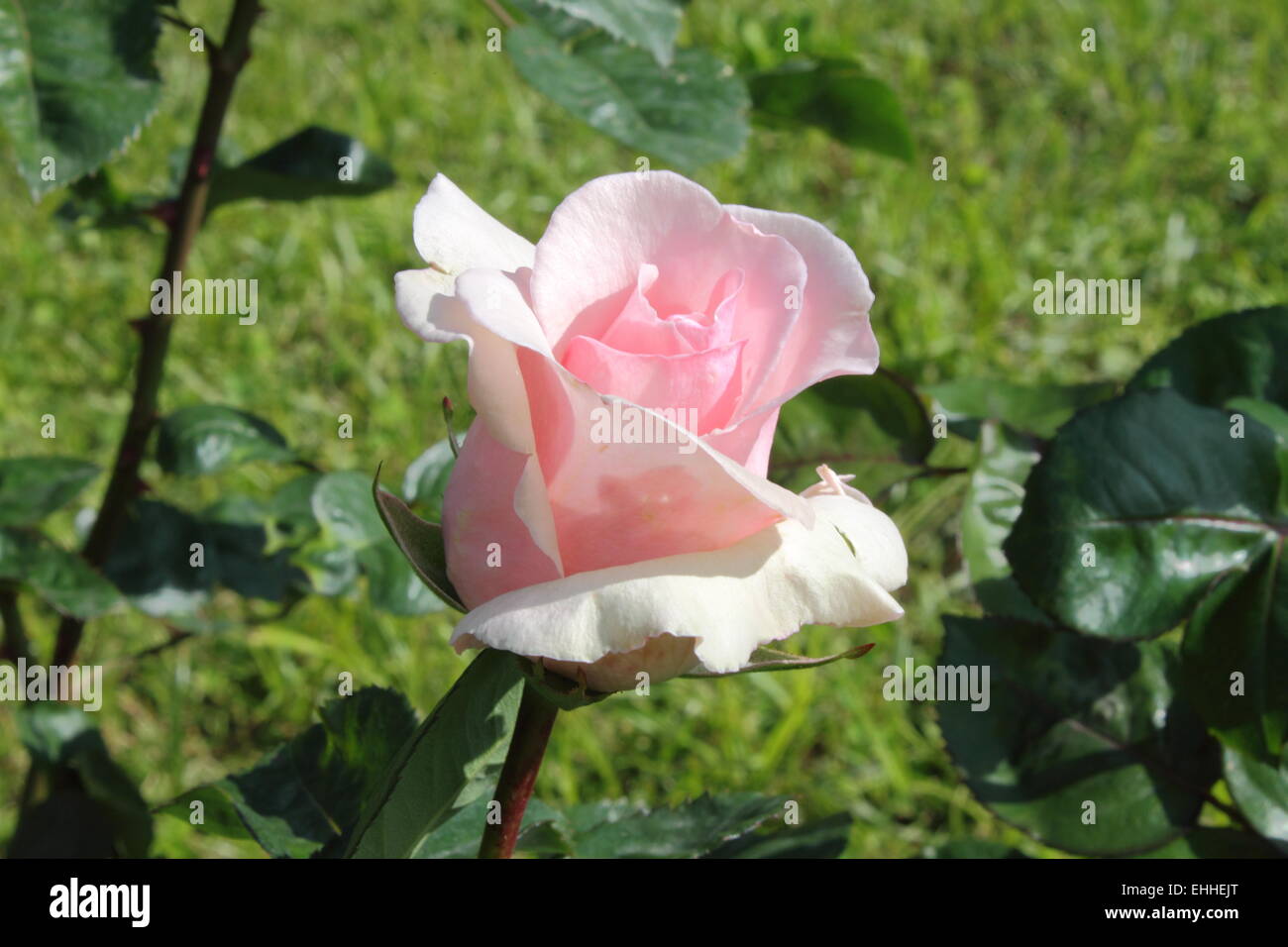 Pointes de roses Banque de photographies et d’images à haute résolution ...