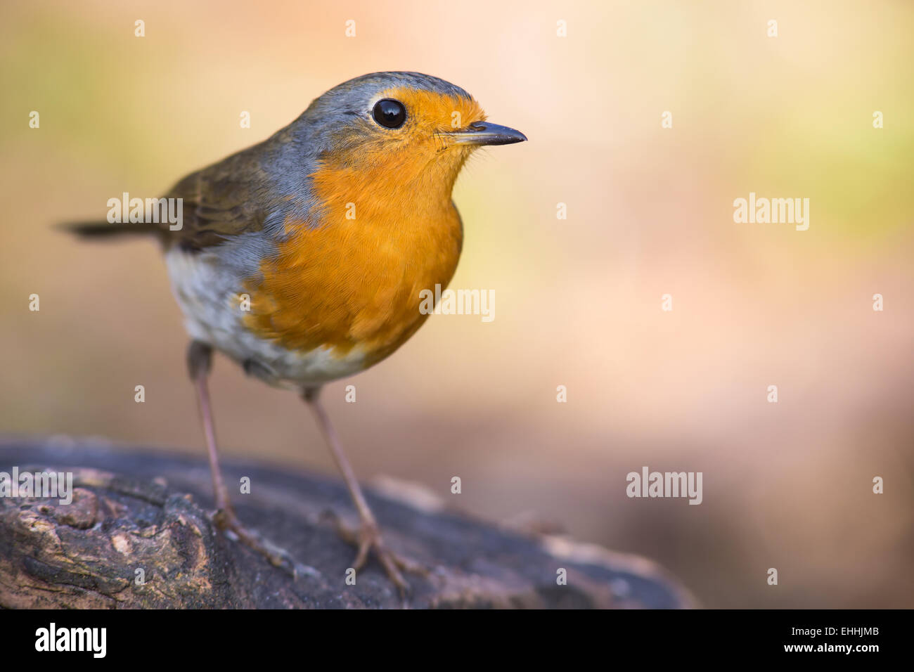 Robin baum Banque de photographies et d’images à haute résolution - Alamy