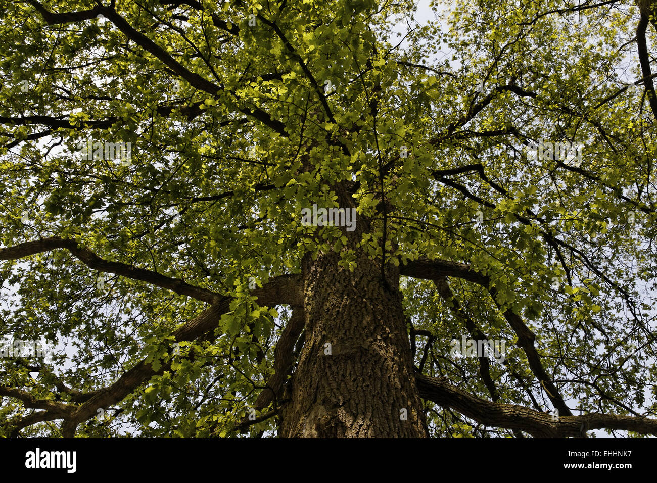 Quercus robur, chêne pédonculé, chêne pédonculé Photo Stock - Alamy