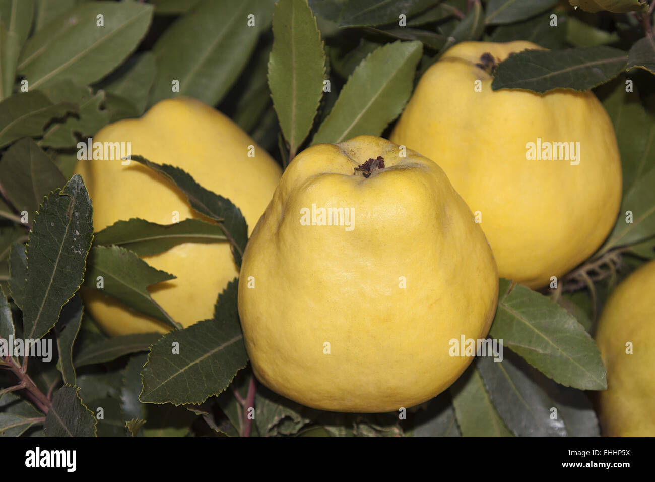 Feuilles de coings cydonia oblonga Banque de photographies et d’images ...