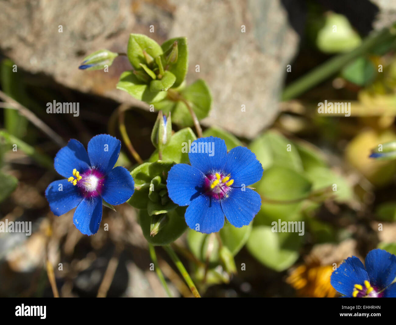Anagallis linifolia Banque de photographies et d’images à haute ...