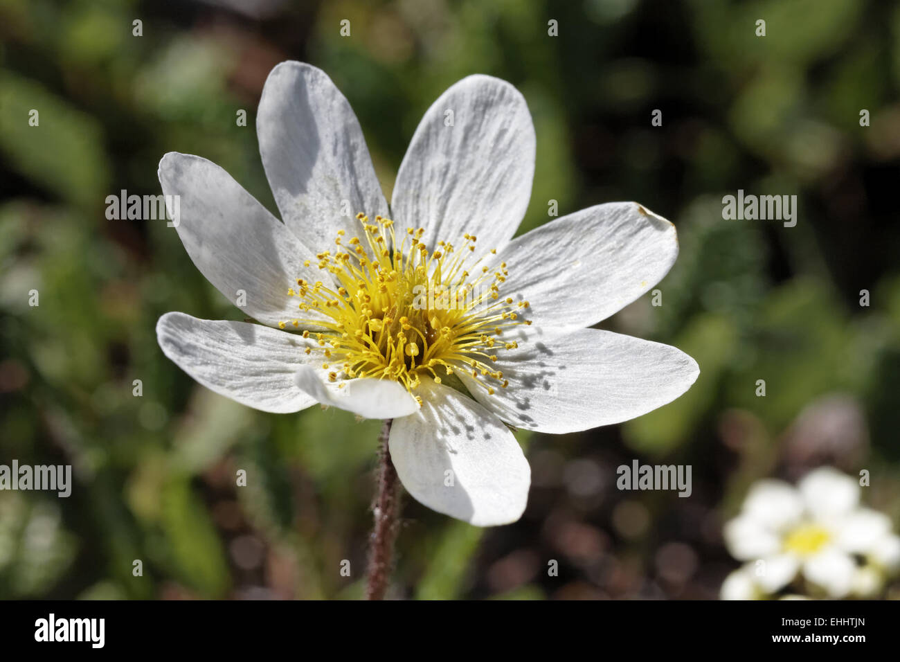 White dryas Banque de photographies et d’images à haute résolution - Alamy