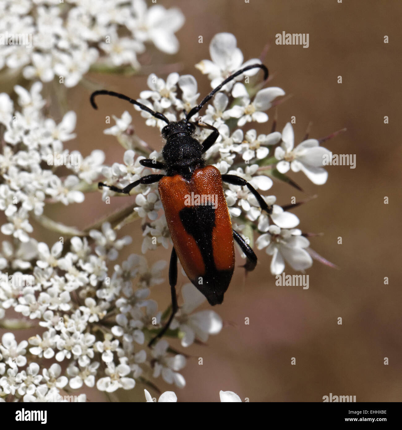 Leptura cordigera Banque de photographies et d’images à haute ...