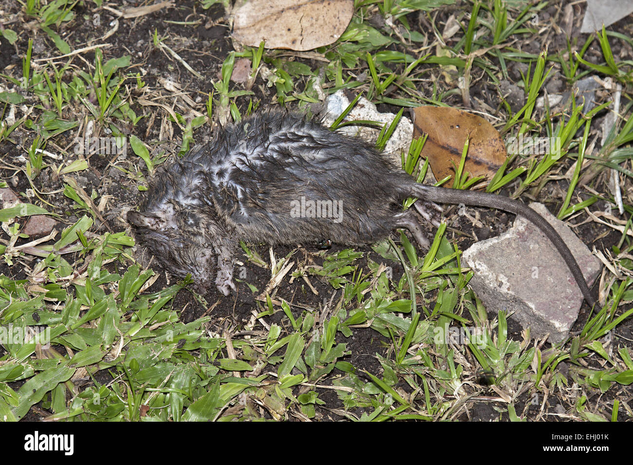 Puce toxique Banque de photographies et d’images à haute résolution - Alamy