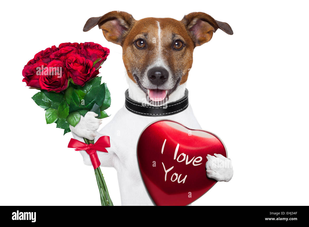 J'aime le symbole du chien et le chien mignon Banque de photographies ...