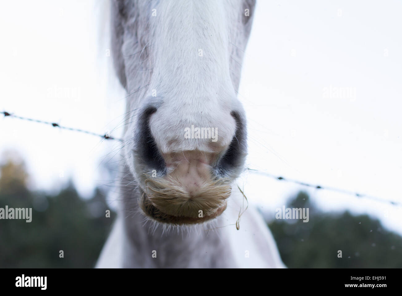 Cheval bouche Banque de photographies et d’images à haute résolution ...