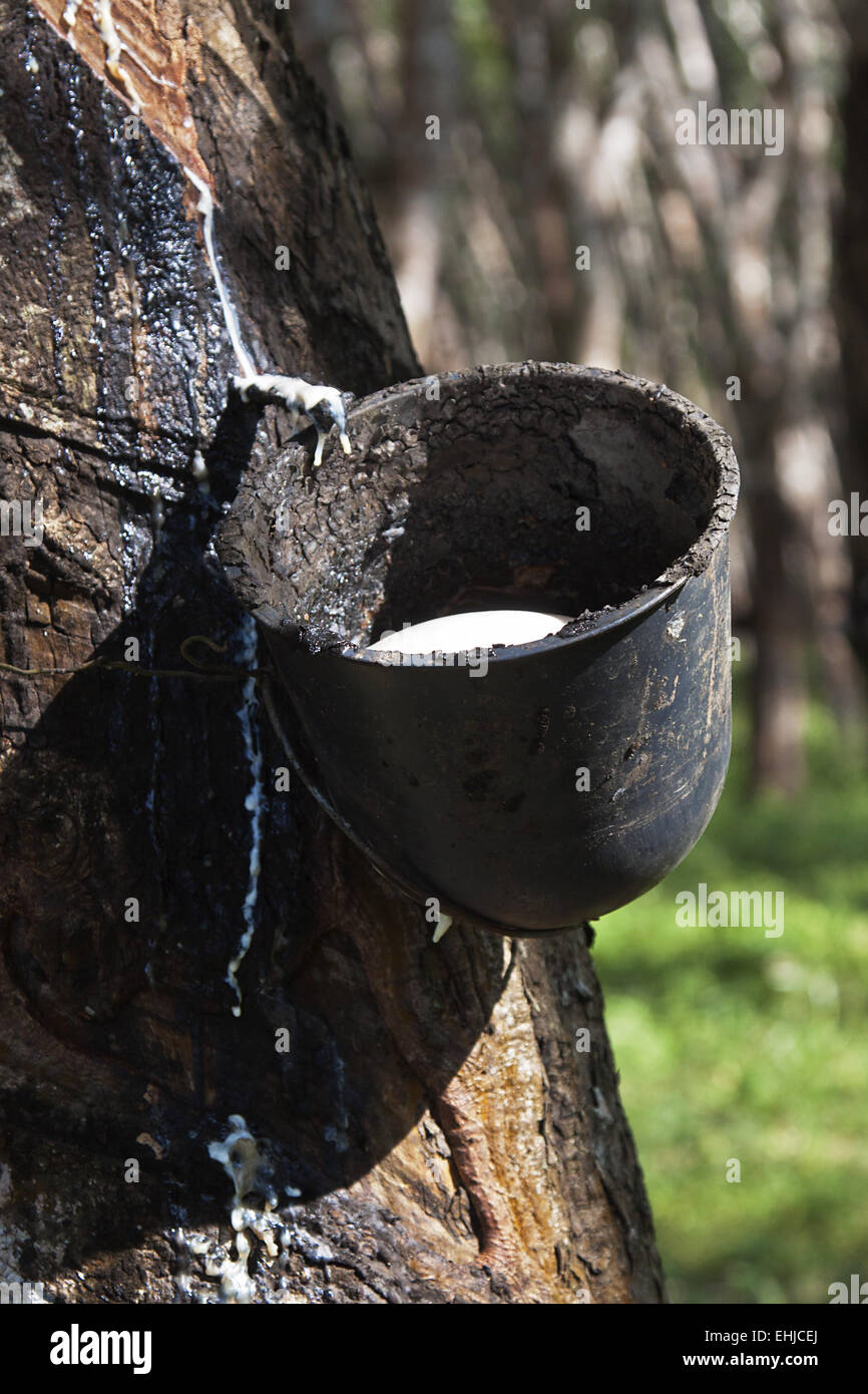 Nachhaltiger bewirtschaften Banque de photographies et d’images à haute ...