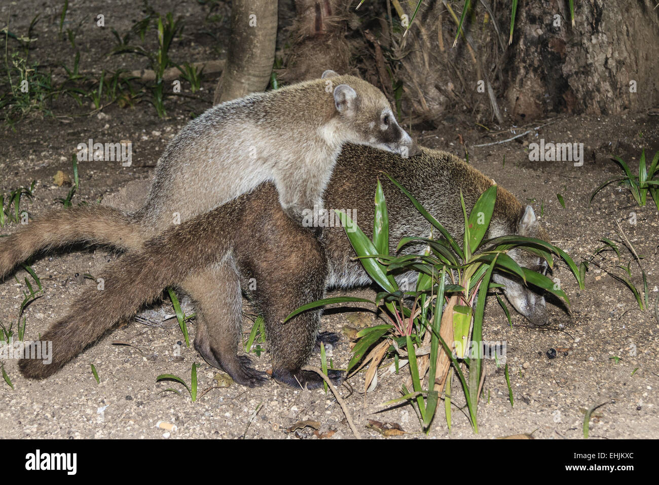 Mexican tejon Banque de photographies et d’images à haute résolution ...
