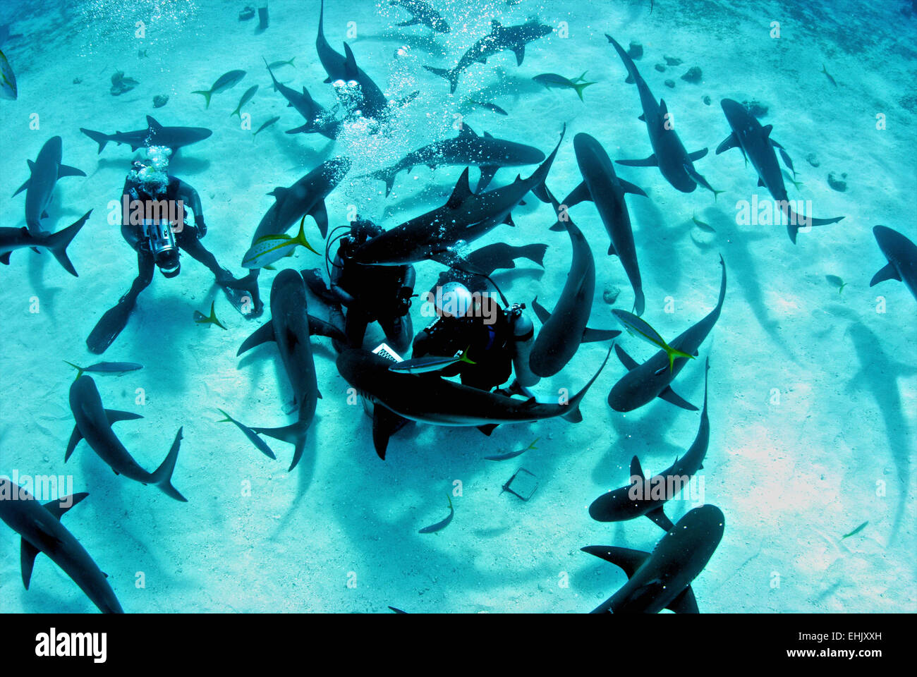 Poisson National Des Bahamas