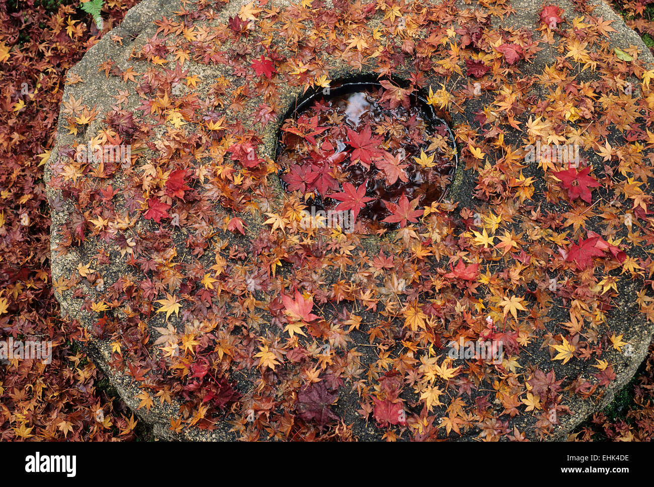 Un bassin en pierre recouvert de feuilles d'érable aux couleurs de l ...