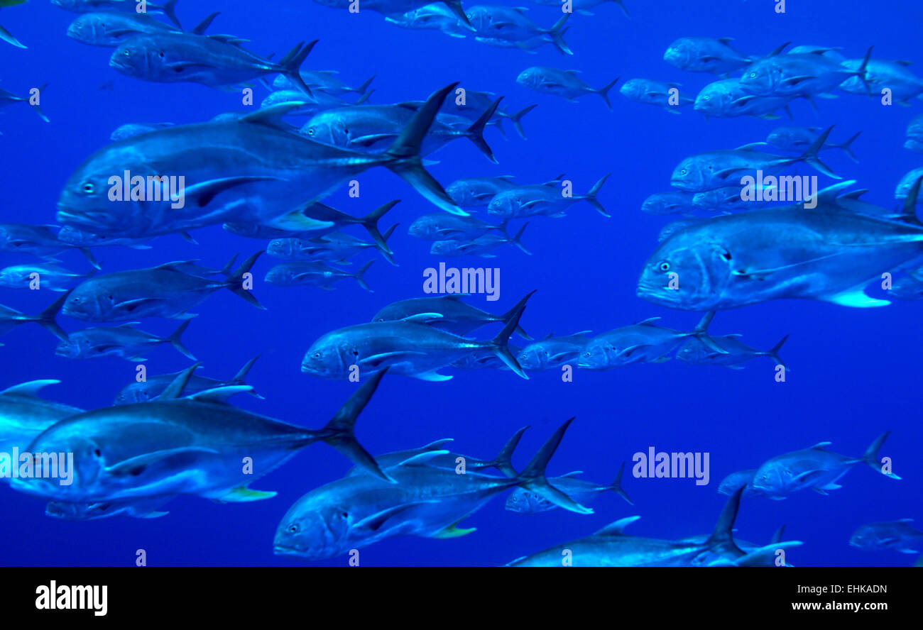 Tuna swimming Banque de photographies et d’images à haute résolution ...
