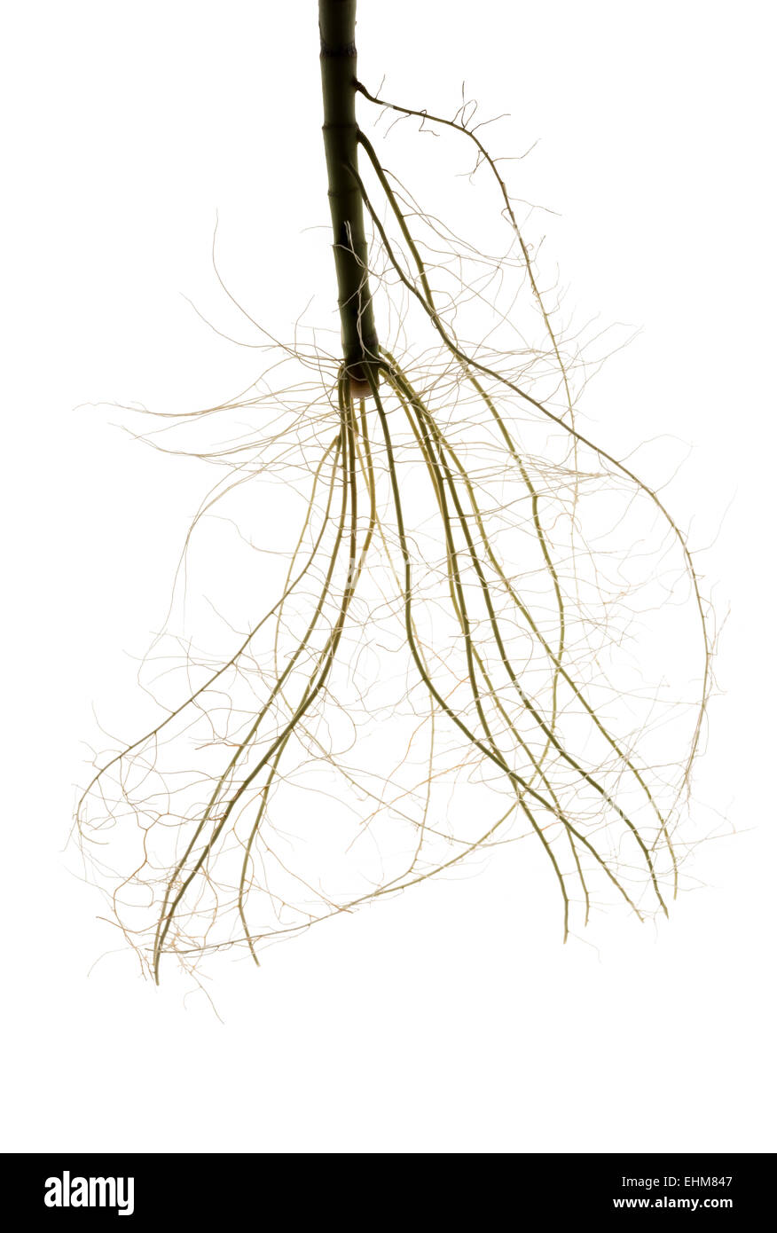 Root system isolated Banque d'images détourées - Alamy
