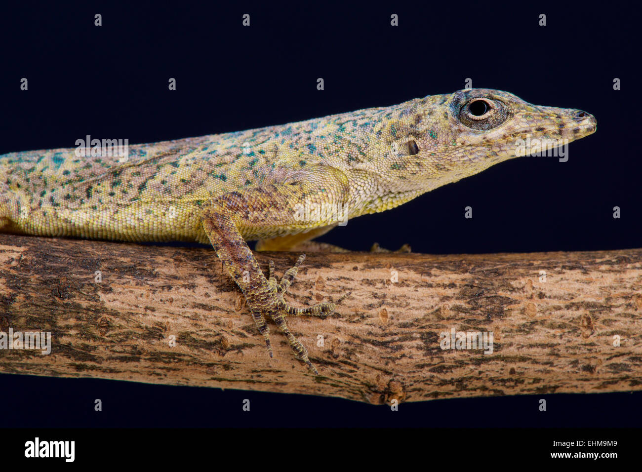 Anolis reptile Banque de photographies et d’images à haute résolution ...
