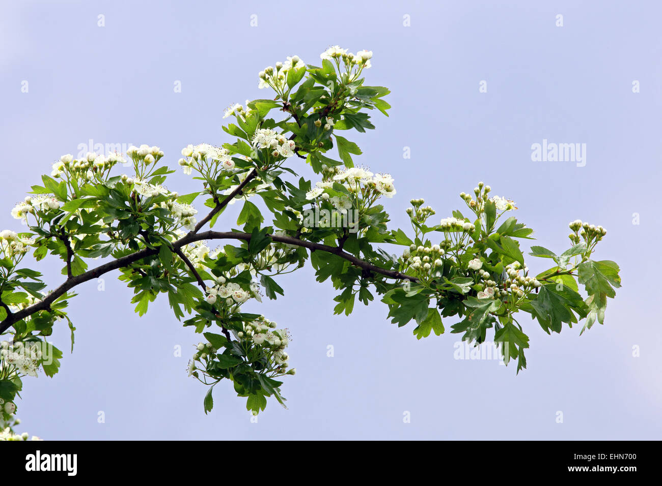 Crataegus commun monogyna Banque de photographies et d’images à haute ...
