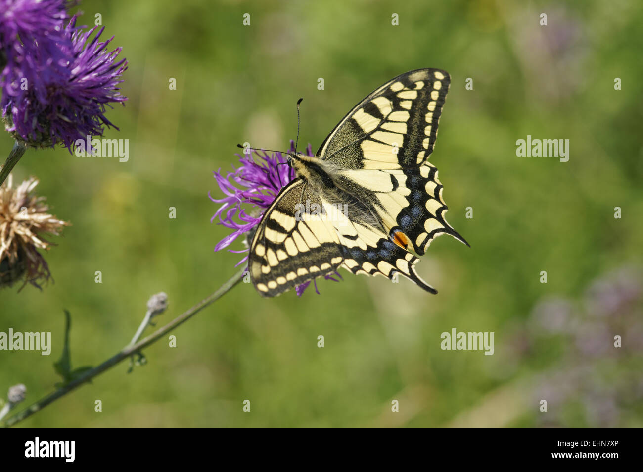 Papillon chevalier Banque de photographies et d’images à haute ...
