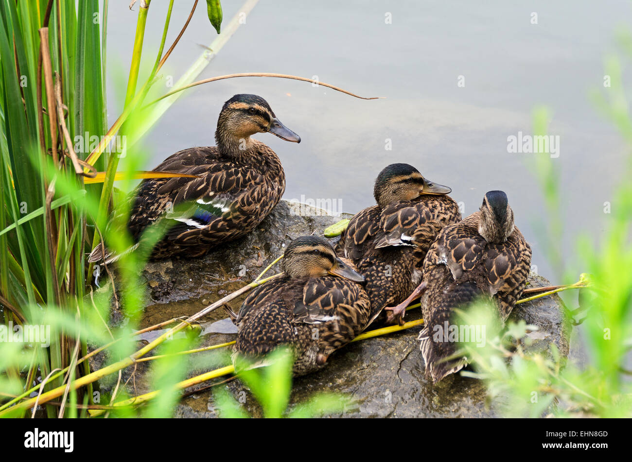 Canards sauvages sur la rivière Banque de photographies et d’images à ...