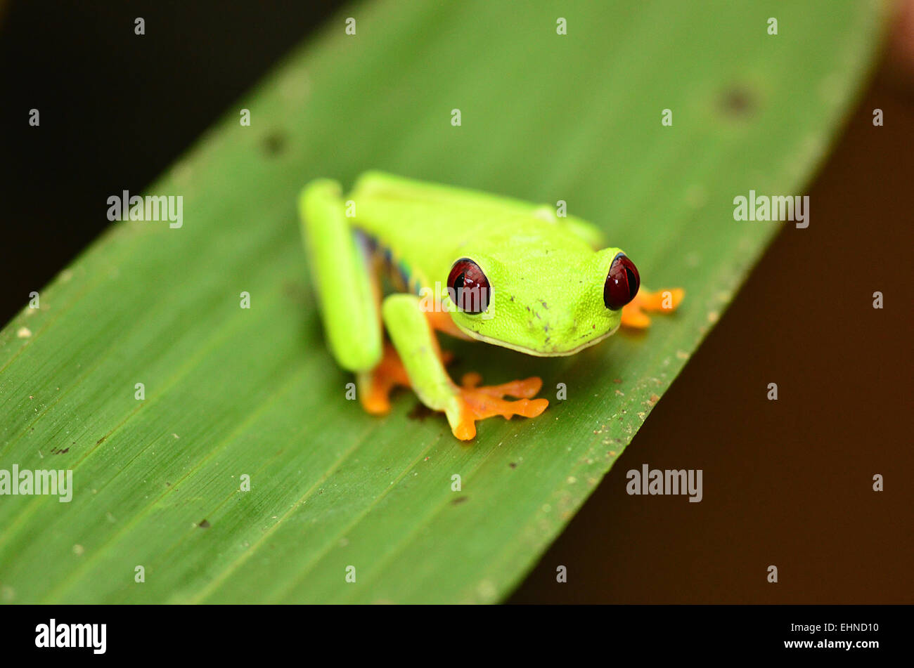 Grenouille sous la pluie Banque de photographies et d’images à haute ...