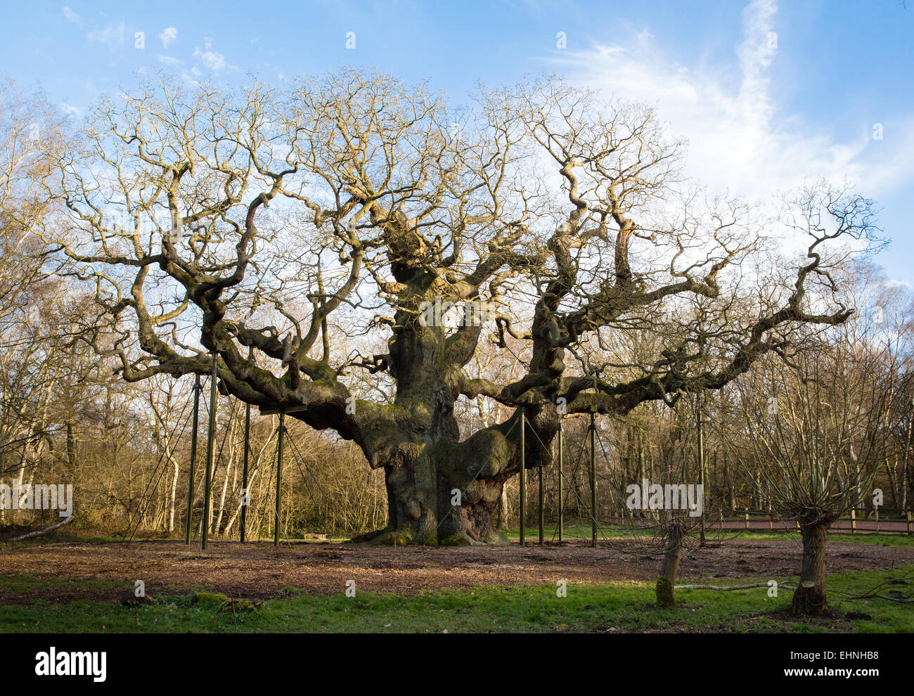 Forêt De Sherwood Banque d'image et photos - Alamy