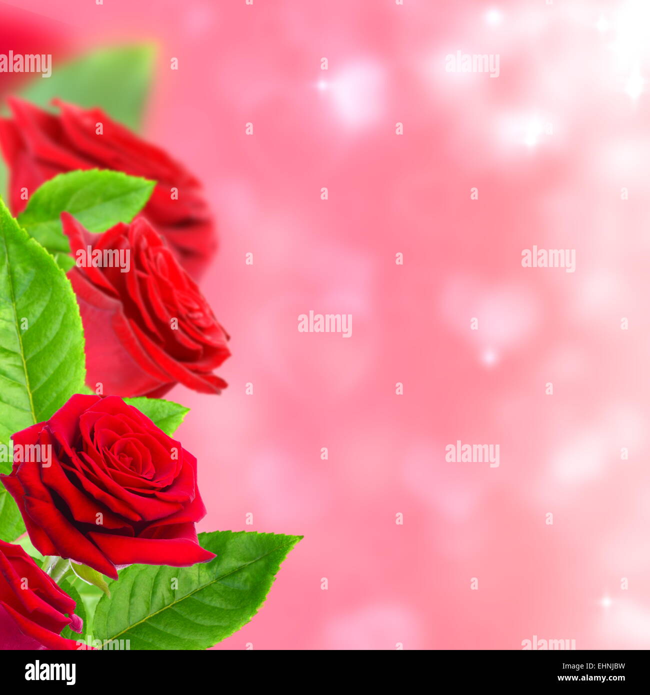 Belles roses rouges Banque de photographies et d’images à haute ...