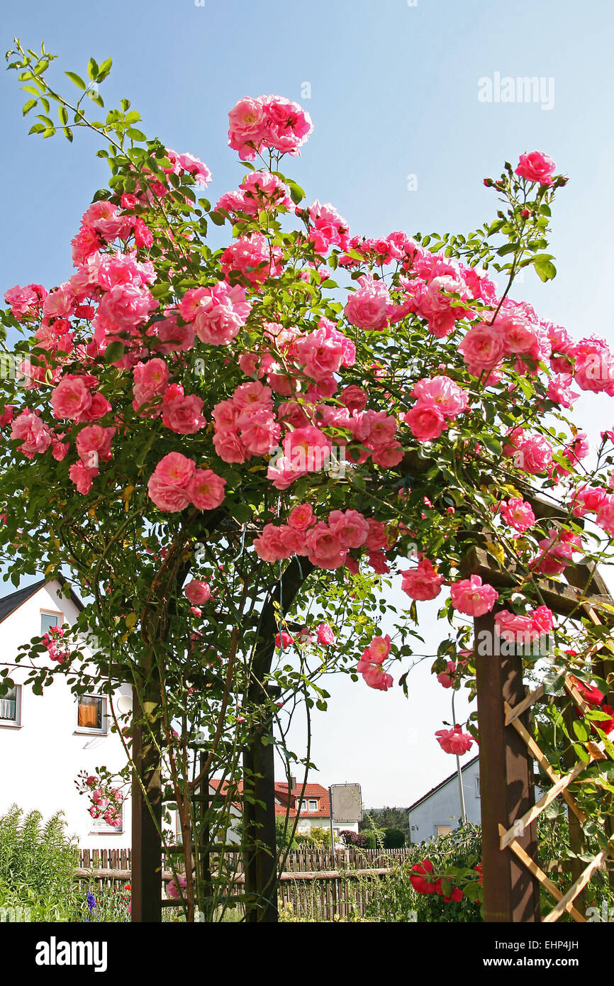 Rose grimpante Banque de photographies et d’images à haute résolution ...