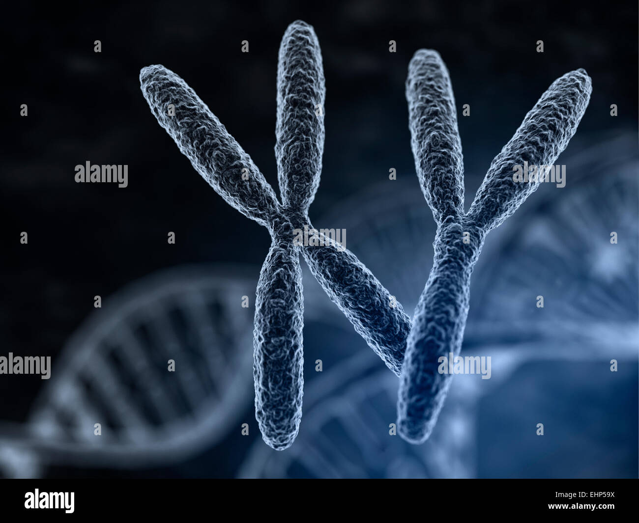 Human chromosomes Banque de photographies et d’images à haute ...