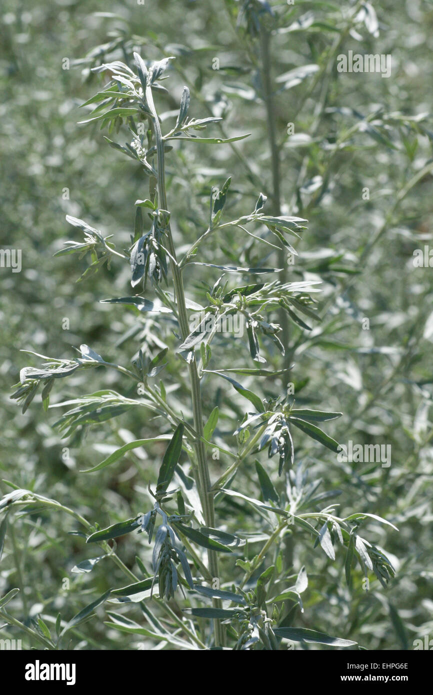 Grand absinthe Banque de photographies et d’images à haute résolution ...