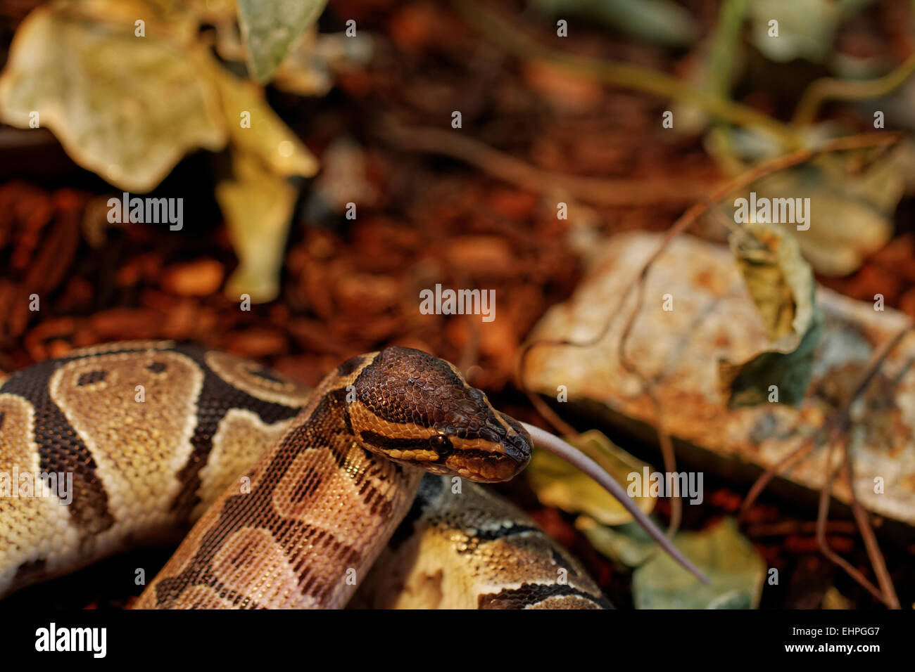 Baby pythons Banque de photographies et d’images à haute résolution - Alamy