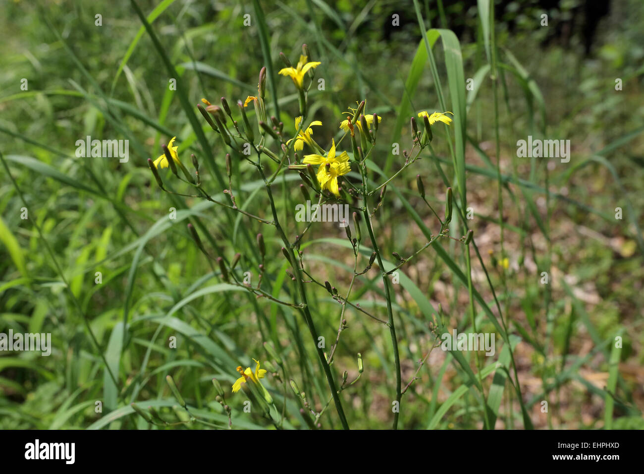 Lactuca muralis Banque de photographies et d’images à haute résolution ...
