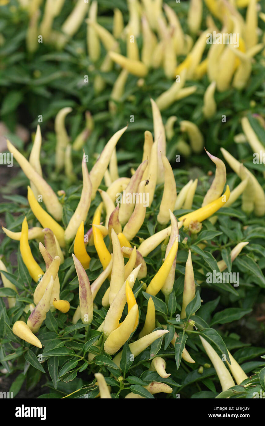 Capsicum annuum flower Banque de photographies et d’images à haute ...