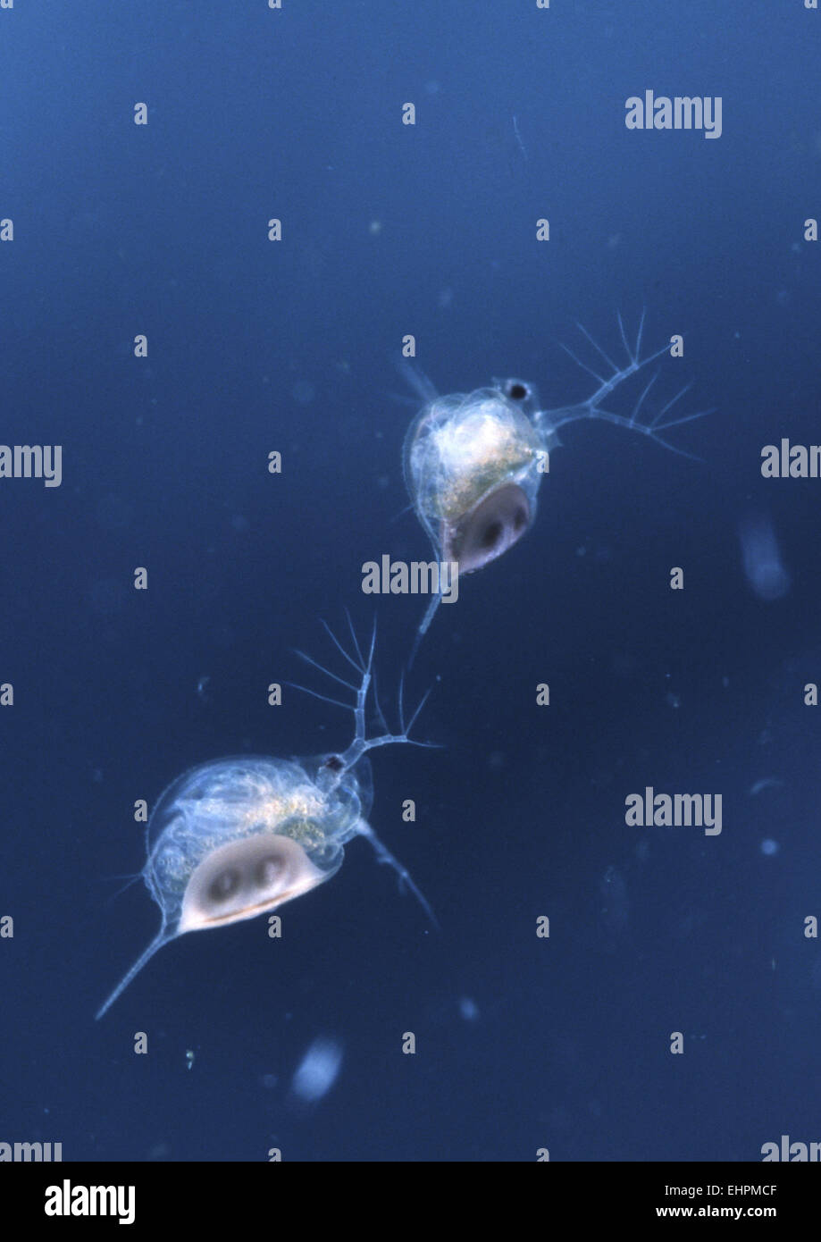 Plankton ocean microscope Banque de photographies et d’images à haute ...