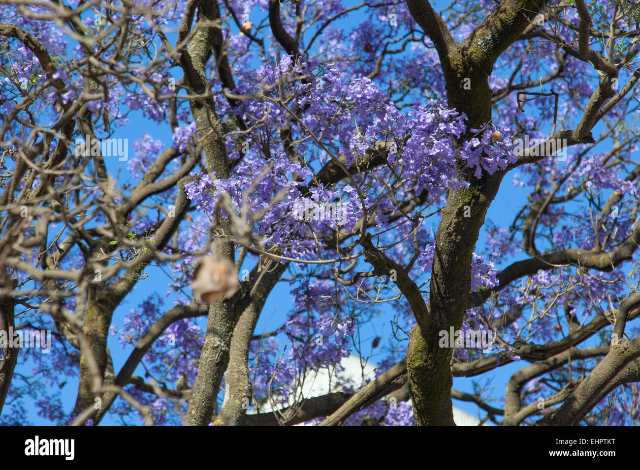 Purple flower addis ababa ethiopia Banque de photographies et d’images ...