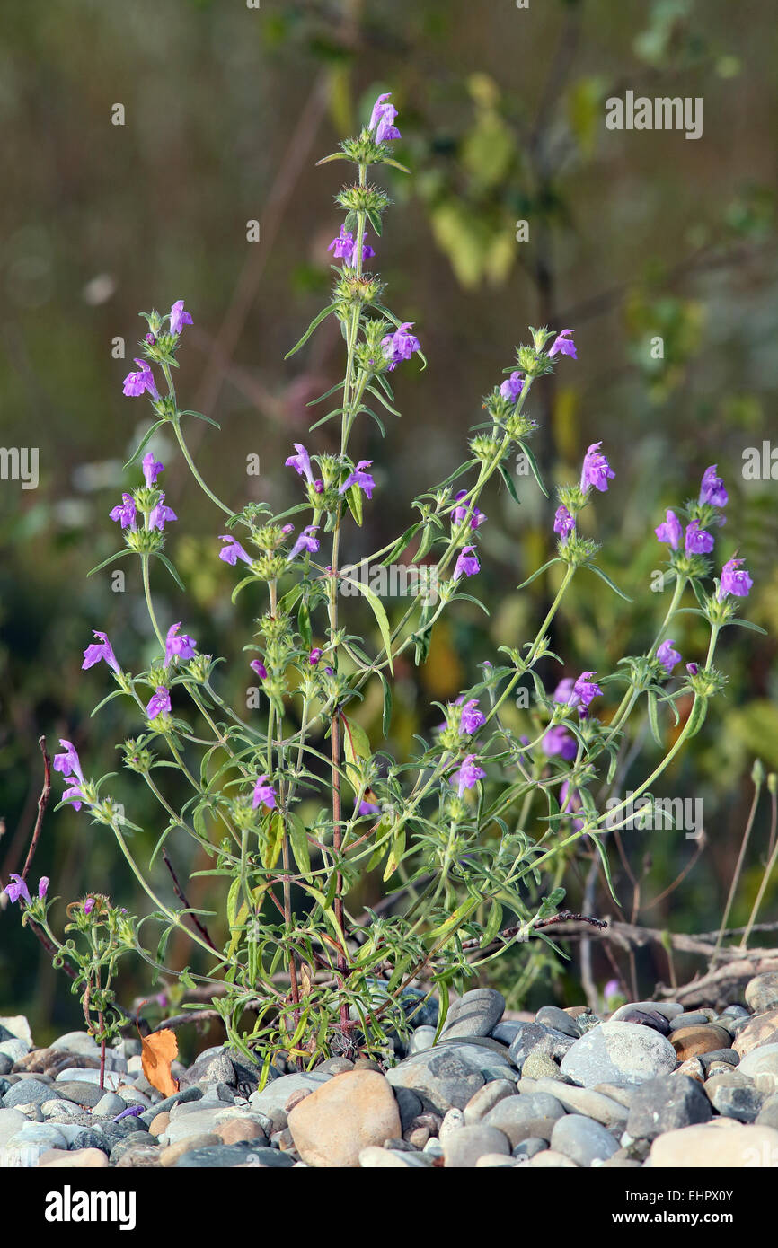 Ortie rouge Banque de photographies et d’images à haute résolution - Alamy