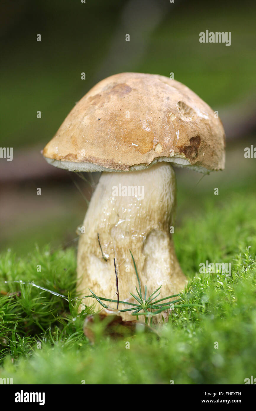 Bitter bolete tylopilus felleus Banque de photographies et d’images à ...