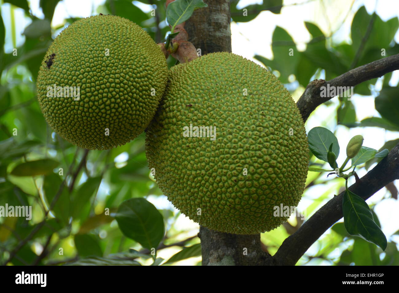 Gros fruits Banque de photographies et d’images à haute résolution - Alamy