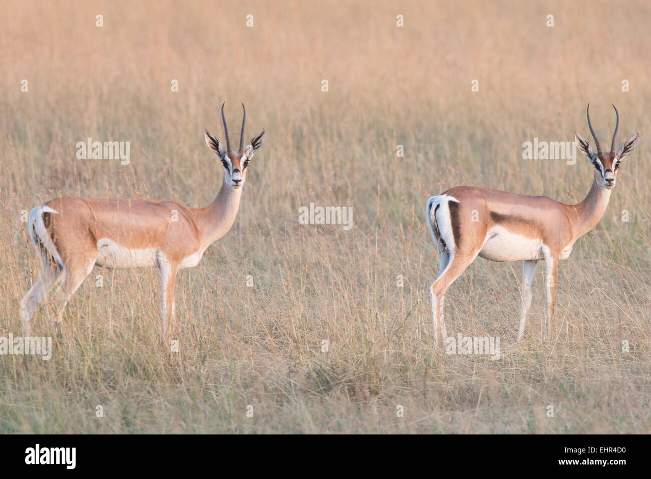 Thomsons gazelle herd Banque de photographies et d’images à haute ...