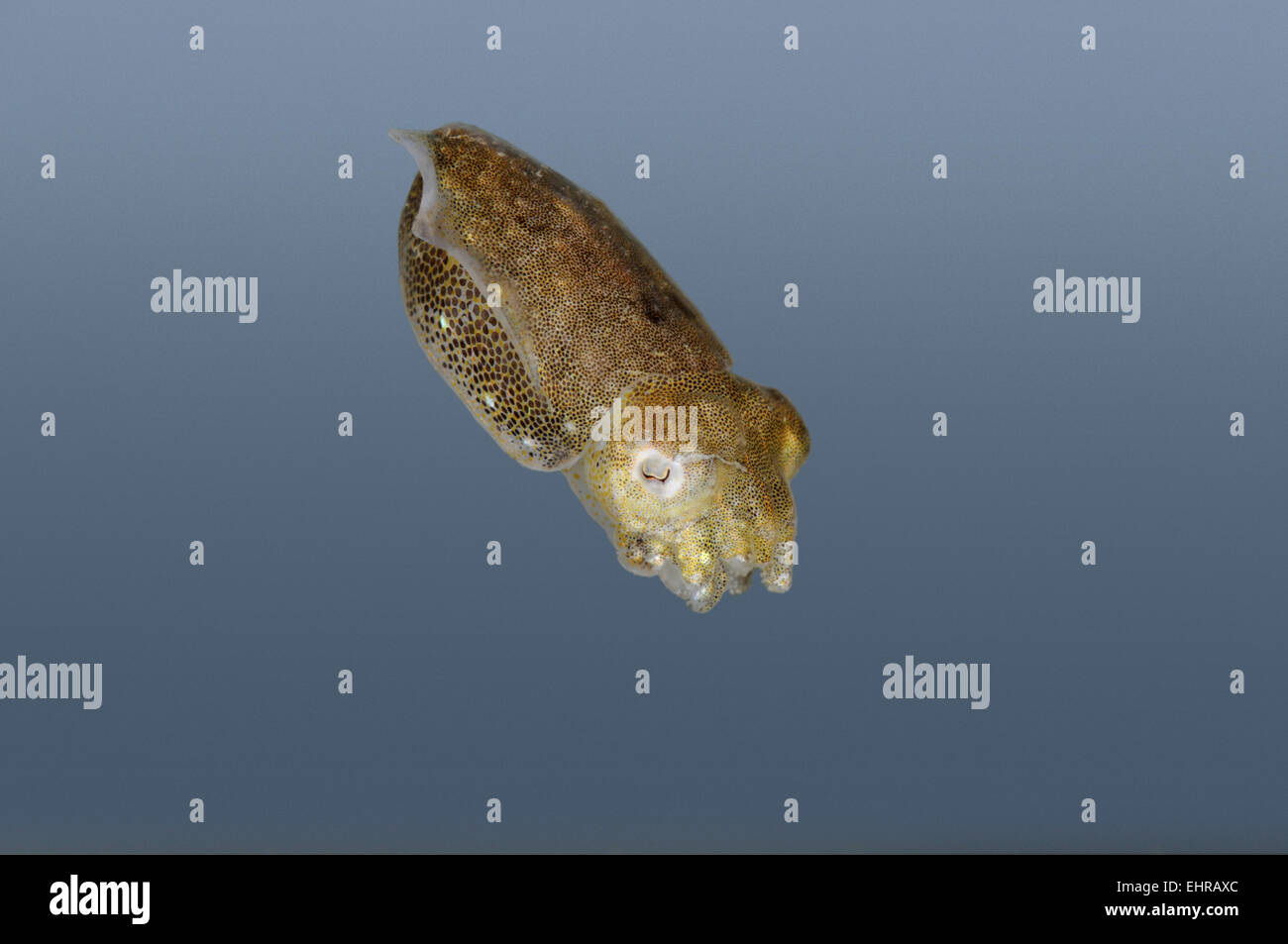 Common cuttlefish (sepia officinalis) Banque de photographies et d ...