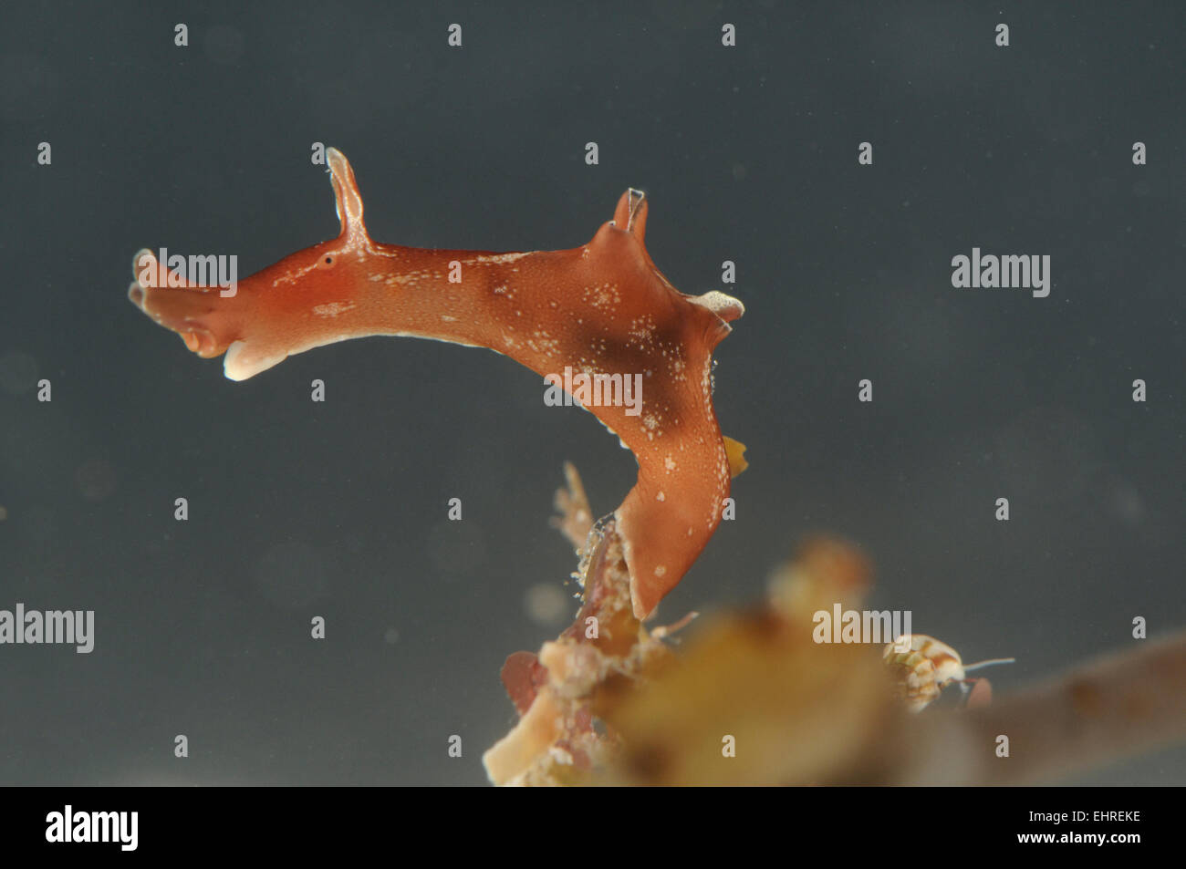 Aplysia punctata Banque de photographies et d’images à haute résolution ...