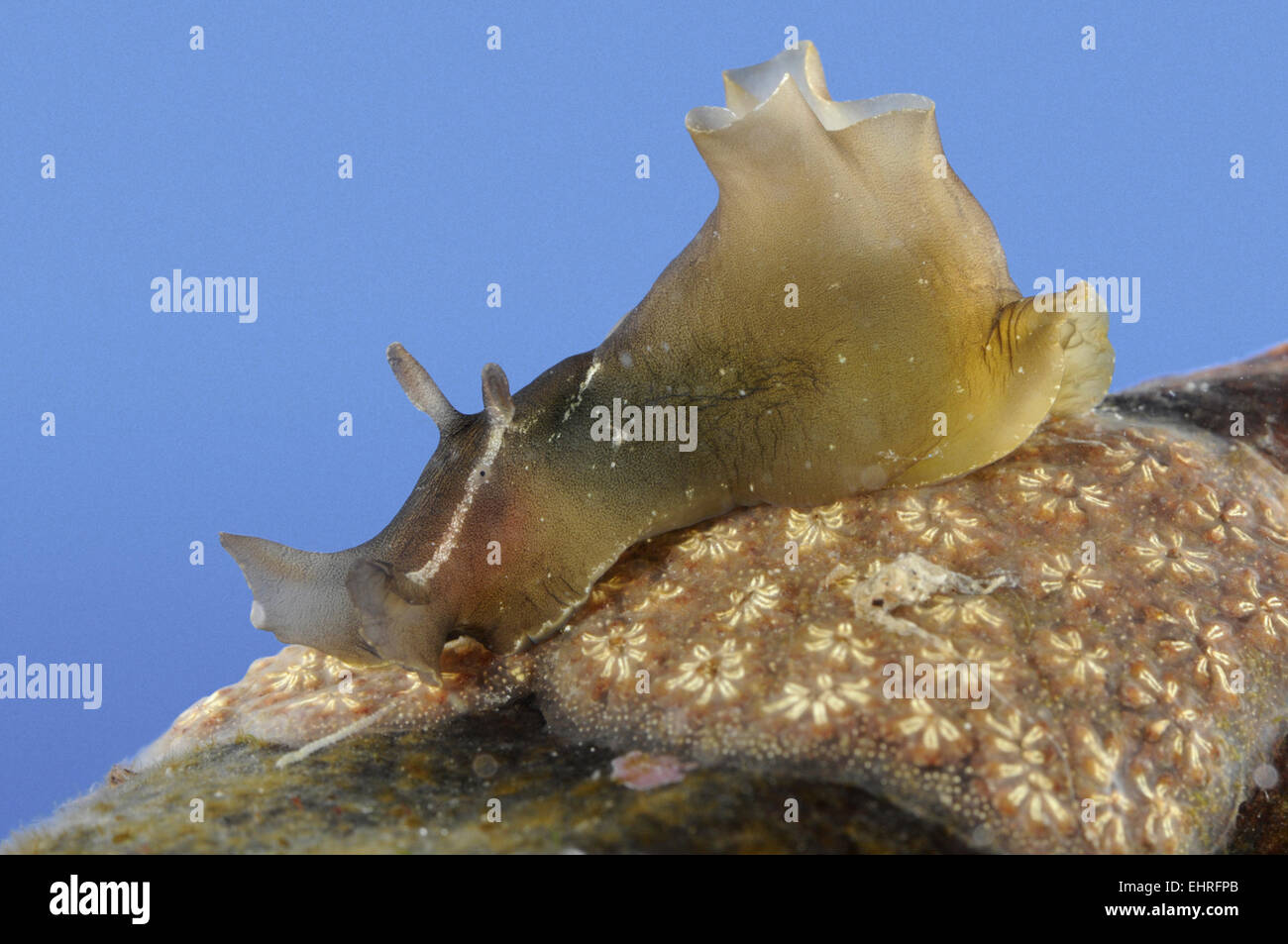 Aplysia punctata Banque de photographies et d’images à haute résolution ...