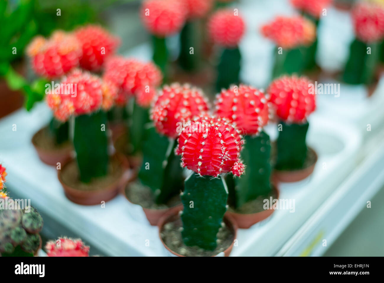 Variety cactus Banque de photographies et d’images à haute résolution ...