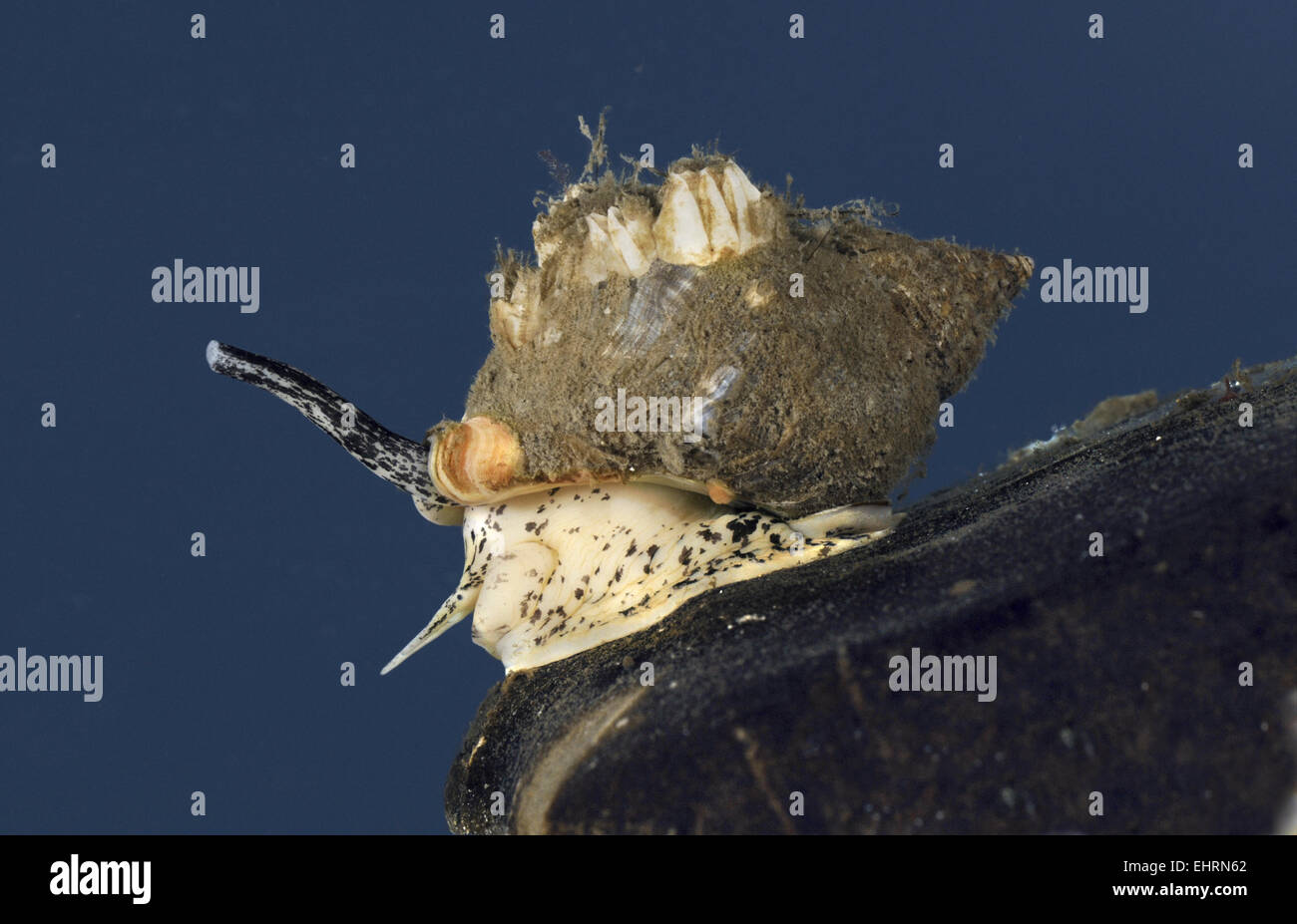 Bulot commun Banque de photographies et d’images à haute résolution - Alamy