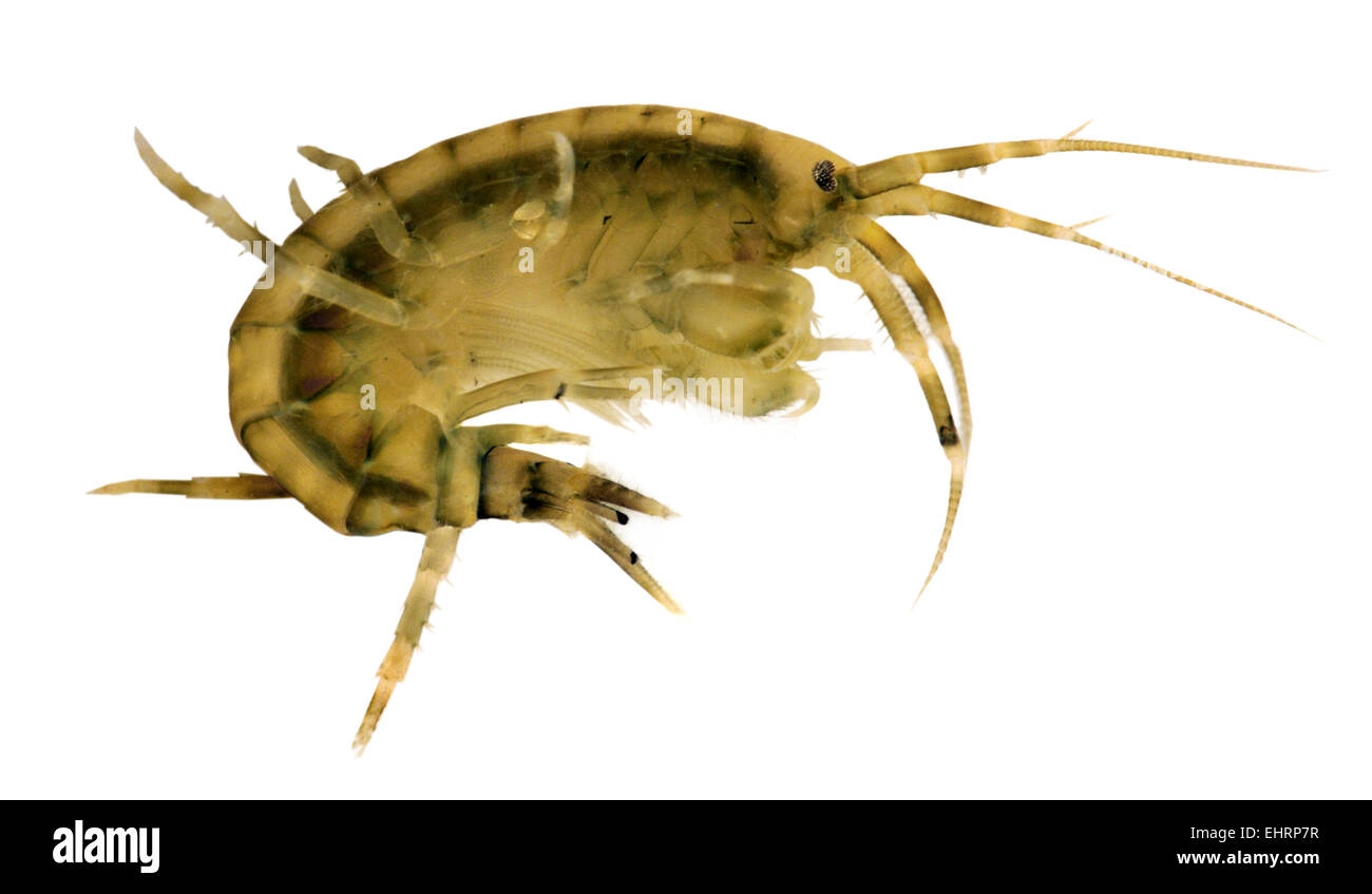 Gammarus duebeni Banque de photographies et d’images à haute résolution ...