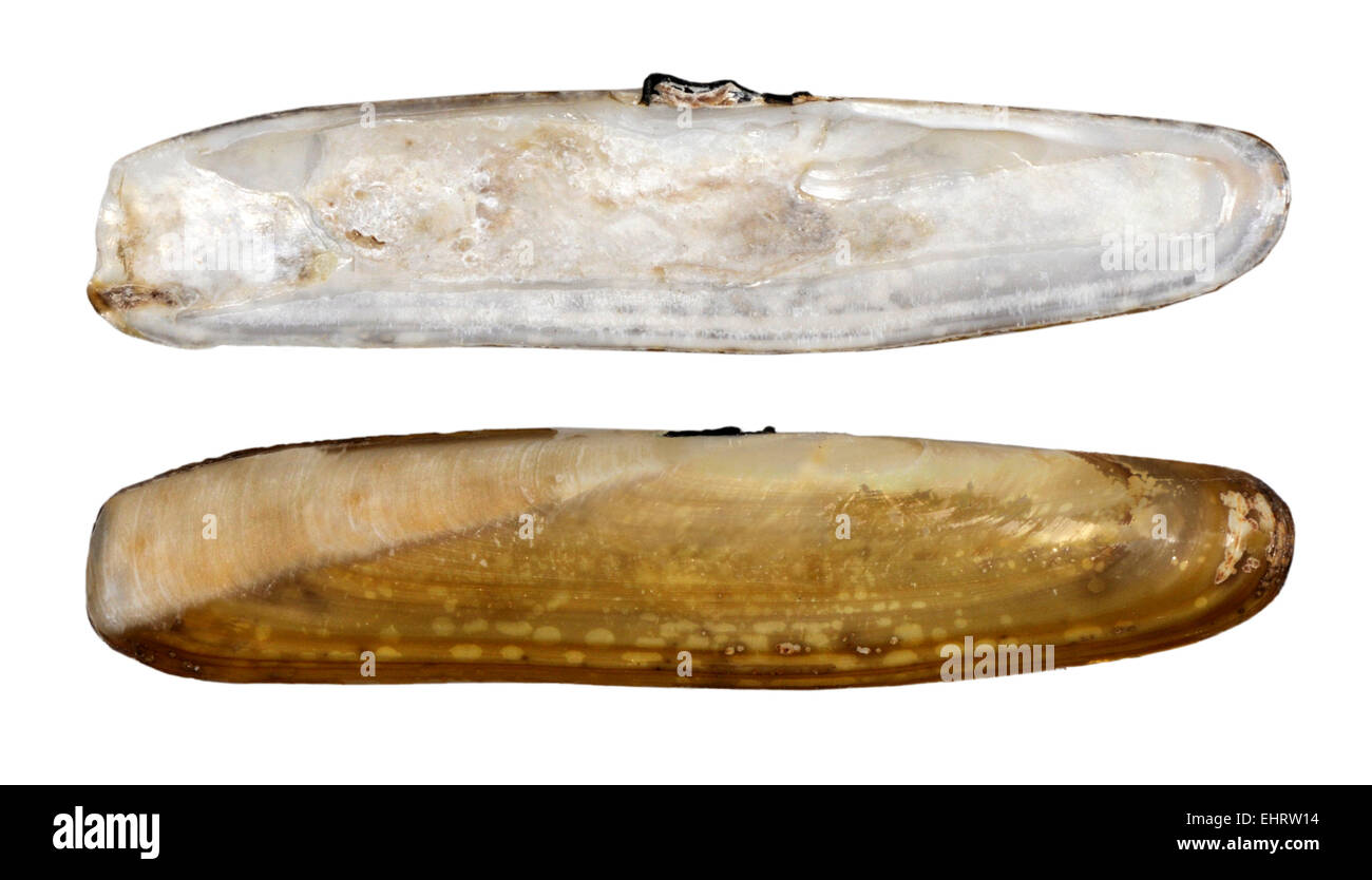 Pharus legumen Banque de photographies et d’images à haute résolution ...