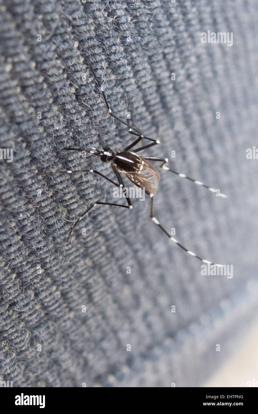 Mosquito control Banque de photographies et d’images à haute résolution - Alamy
