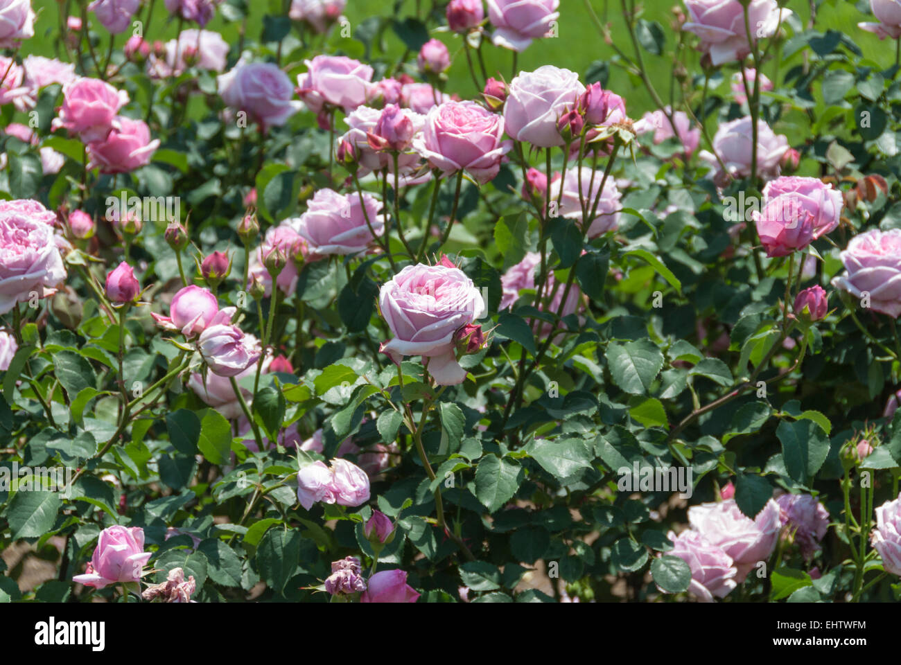 Jessica rose Banque de photographies et d’images à haute résolution - Alamy