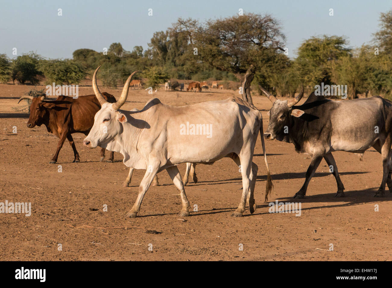 Africa senegal livestock Banque de photographies et d’images à haute ...