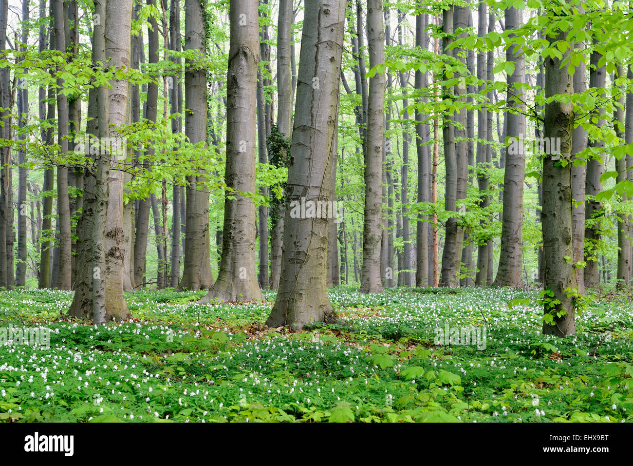 Le hêtre européen (Fagus sylvatica), la forêt de feuillus au printemps ...