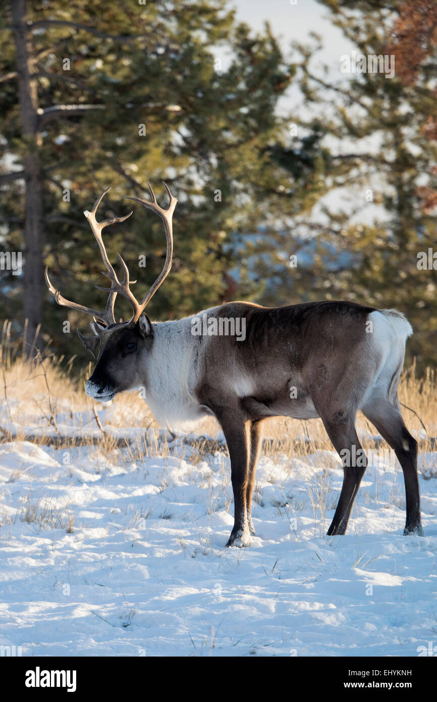 Bois de caribou, caribou, animal, hiver, Canada, Rangifer tarandus ...