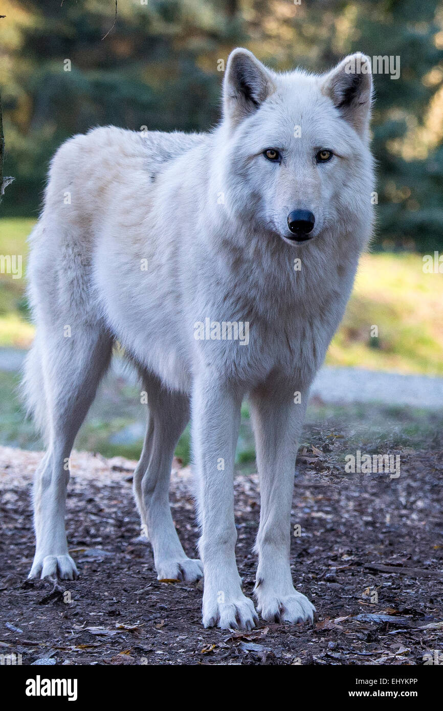Loup gris, le loup, animal, USA, United States, Amérique, phase blanc ...