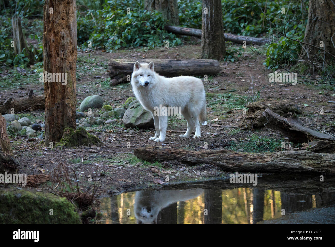 Loup blanc Banque de photographies et d’images à haute résolution - Alamy